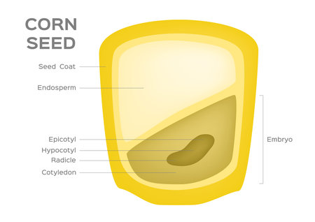 Vector of corn seed vector / Anatomy of - ID:1-140101576 - Royalty Free ...