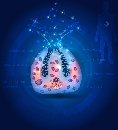 Vecteur de Parietal cell of stomach wall, - ID:71218017 - image libre ...