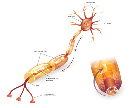 Vector of Myelination of nerve cell. - ID:1-81138358 - Royalty Free ...