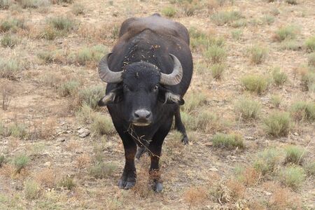 Wild water buffalo looking straight at the camera - Stock Image ...