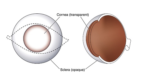 Drawing to show the relative positions and opacity of the cornea and ...