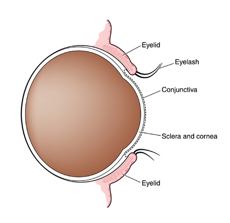 Vector of Cross section through the eye - ID:1-14742334 - Royalty Free ...