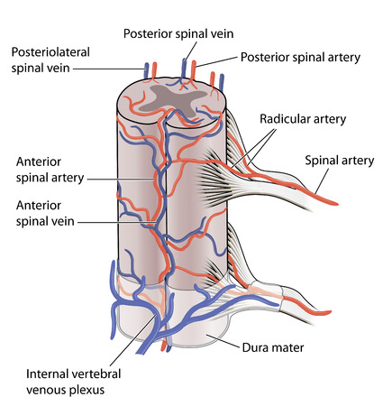 Photo of The main blood vessels - ID:1-70263863 - Royalty Free Image ...