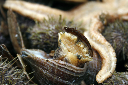 living sea snail coming out of shell with an orange starfish in the ...