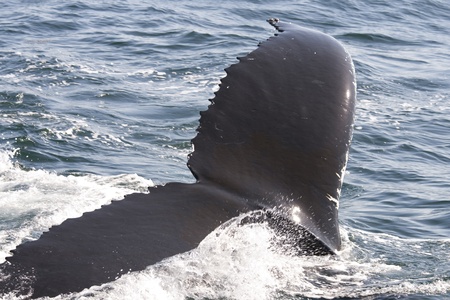 Close up of the ragged tail of a humpback whaleの写真素材 [40010854896 ...