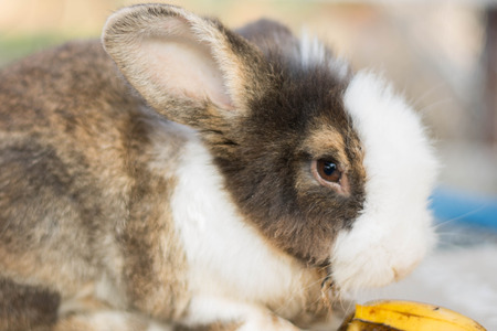 pet rabbit small animal jump moving and long ears - Stock Image ...