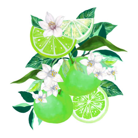 Hand drawn bouquets and compositions of blooming lime pomelo tree ...