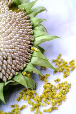 Sunflower seeds golden ratio golden spiral fibonacci spiralの写真素材 ...
