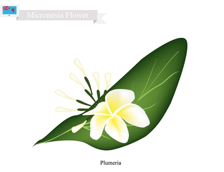 Micronesia Flower, Illustration of Plumeria Frangipanis Flowers. The ...
