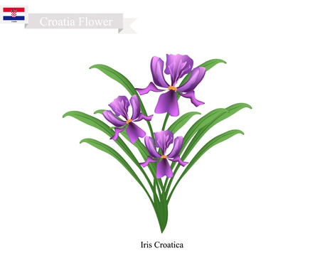 National Flower Of Croatia | Best Flower Site
