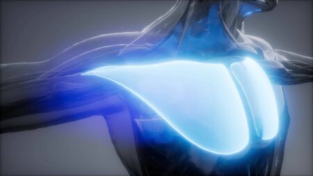 pectoral muscule - Visible muscle anatomy map - Stock Image - Everypixel