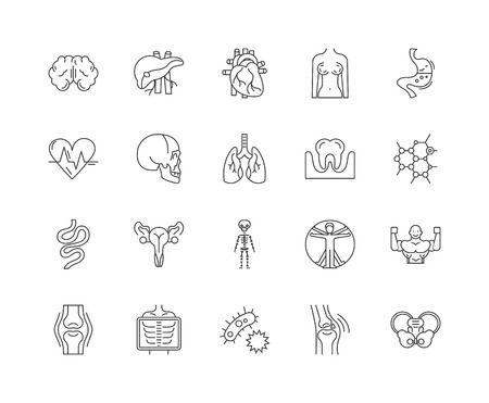 Vector of Anatomy line icons, linear - ID:122420191 - Royalty Free ...