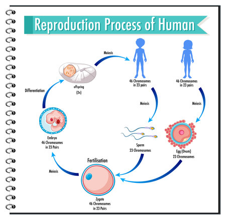 Human Reproduction Process