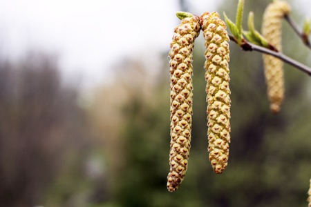 Inflorescence of blossoming birch closeup on a spring day. Beginning of ...