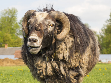 Big Horn Sheep male ram show teeth - Stock Image - Everypixel
