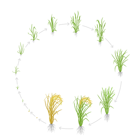 Vecteur de Circular life cycle of rice. - ID:1-122311501 - image libre ...