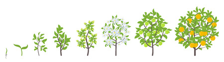Vector of Lemon tree growth stages. - ID:1-123716237 - Royalty Free ...