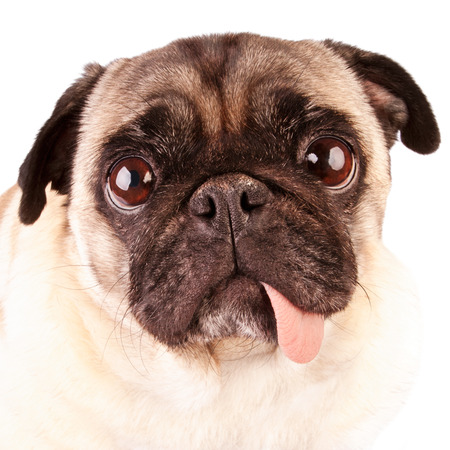 An upset pug dog isolated on white background: Royalty-free images ...