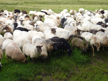 A crowd of sheep in the fields of a national park in the northern part ...