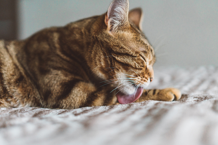Beautiful crazy bengal cat playing in the house washing or eating his ...