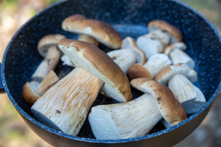 Boletus scaber (Leccinum scabrum) in a pan in the forest, freshly ...
