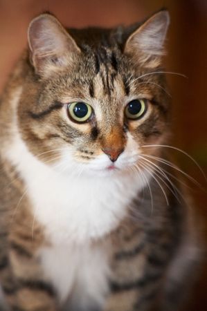 Cat portrait. Kuzia - senior cat (12 y.o.) - Stock Image - Everypixel