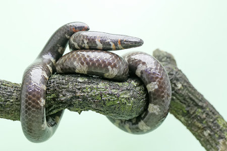 Photo of A common pipe snake is looking - ID:1-189775612 - Royalty Free ...