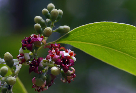 Sandalwood plant Images - Search Images on Everypixel