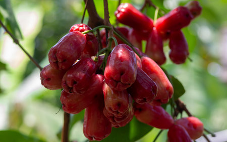 Water apples fruit on its tree, known as rose apples or watery rose ...