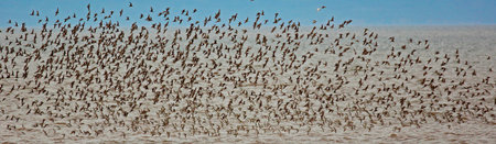 Flock of shorebirds sandpipers, piping plovers off shore in New ...