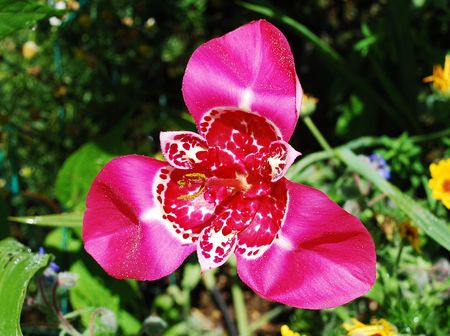 A beautiful pink Tigridia Pavonia flower growing in an Italian garden ...