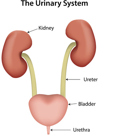 Vector of The Urinary System Labeled - ID:1-31812767 - Royalty Free ...