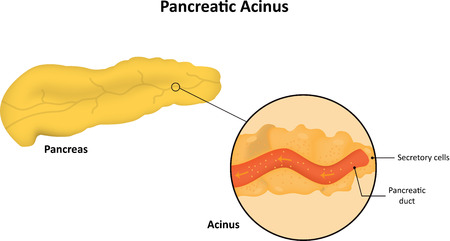 Vector of Pancreatic Acinus Labeled - ID:1-42039873 - Royalty Free ...
