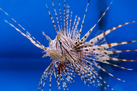 Spike fish Images - Search Images on Everypixel