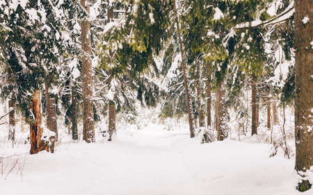 Set 4. Snow-covered winter forest in cold, sunny weather. - Stock Image ...