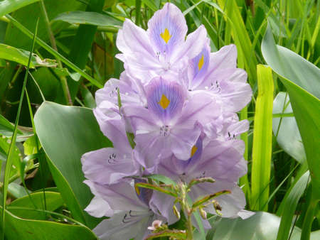 beautiful kekatung flower in sabah borneoの写真素材 [40002044727] - イメージマート