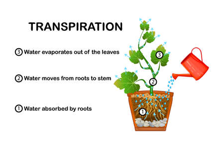Photo of Transpiration stages in - ID:186640295 - Royalty Free Image ...