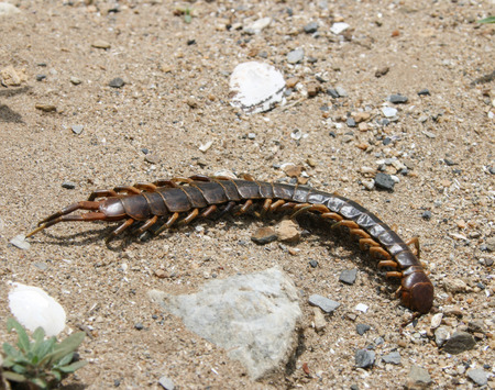 Photo of Worm (English: larva) is a - ID:1-30008328 - Royalty Free ...