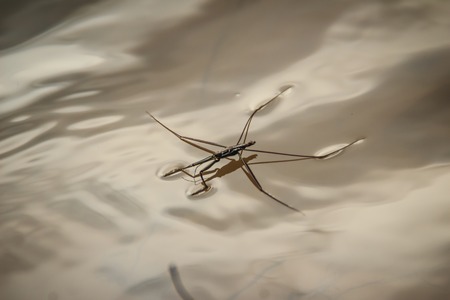 Photo of Amazing water skipper bugs - ID:1-104361702 - Royalty Free ...