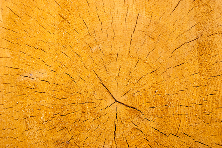 Cross-section of spruce trunk, with annual rings and cracks. wood ...