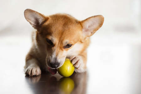Funny red-white corgi eats a green apple on floor at home. The dog ...
