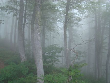 A forest enshrouded in mist looks very mysterious.の写真素材 [40003651993 ...