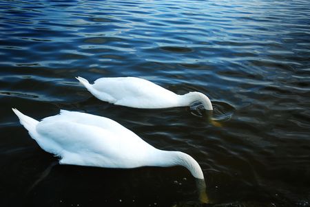 Two swans fishing with their heads in the waterの写真素材 [40005465031 ...