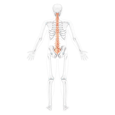 Vector of Human vertebral column back - ID:185388020 - Royalty Free ...