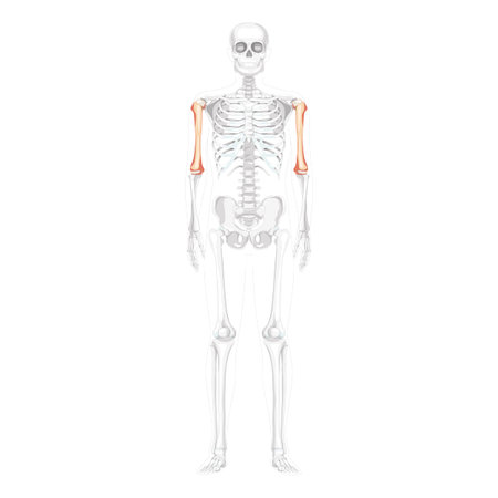 Vector of Skeleton Humerus arm Human - ID:1-185735019 - Royalty Free ...