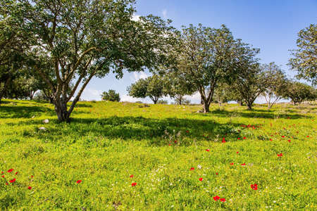 Israel. Green lawn with blooming red anemones. Warm sunny day. Desert ...