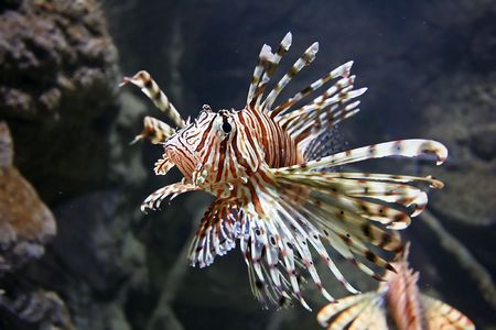 Lion Fish Close up - Stock Image - Everypixel