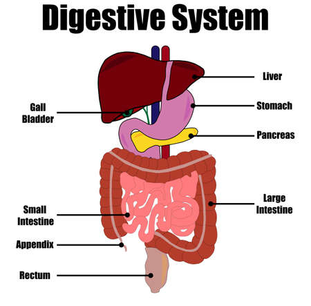 Photo of Human Digestive System 3D in - ID:169392657 - Royalty Free ...