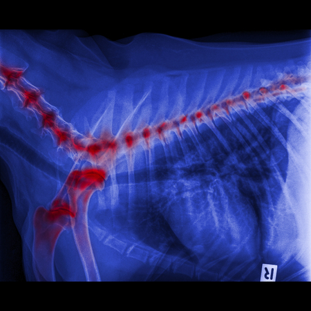 Photo of X-ray of dog lateral view - ID:1-121247265 - Royalty Free ...