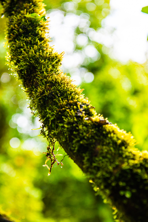 Integrity of tree in Doi Inthanon national park, Thailand. - Stock ...